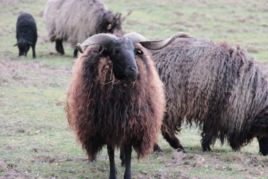 Quelles sont les races de moutons rustiques ? - Greensheep