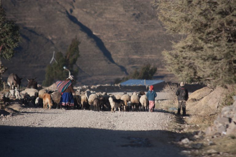 Transhumance : quand les moutons façonnent nos paysages - Greensheep