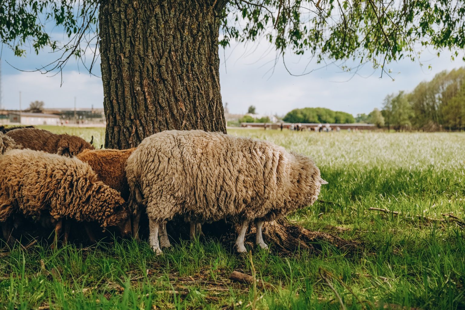 Que mange un mouton ? Témoignages de nos bergers - Greensheep