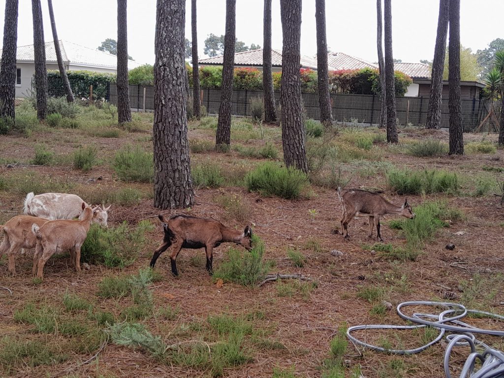 Quel animal mange les ronces ? Et lequel choisir ? - Greensheep